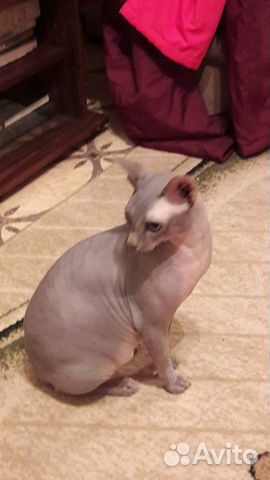 Кот канадский сфинкс