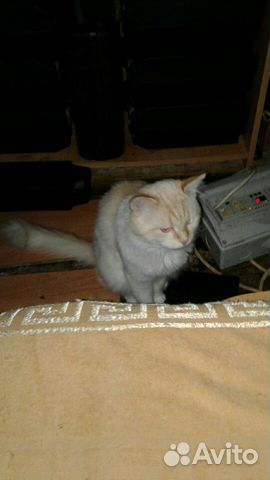 Кот голубоглазый ищет невесту