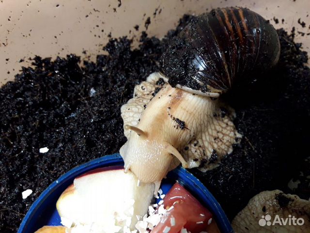 Улитки ахатины