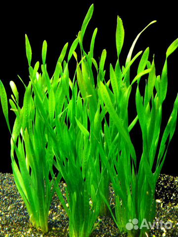 Валлиснерия спиралевидная