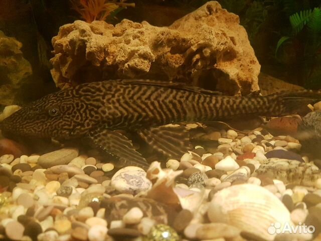 Сом парчовый