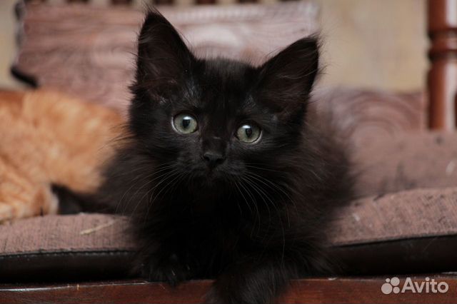 Котенок Михал Михалыч