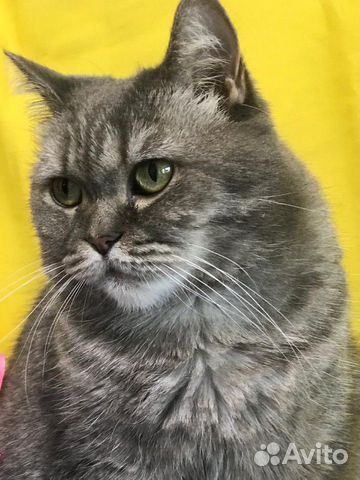 В добрые руки