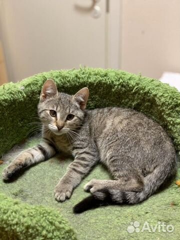 Полосатик Симба