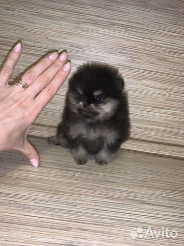 Померанцы, мини, микро