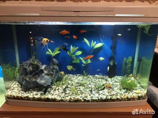 Аквариум