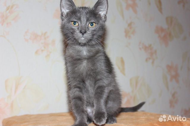 Котенок русской голубой
