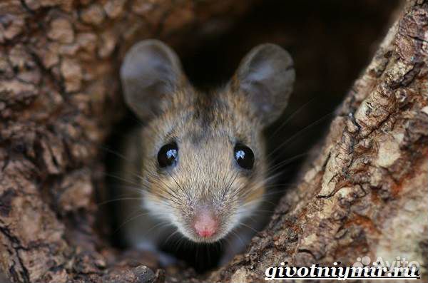 Декоративные мыши