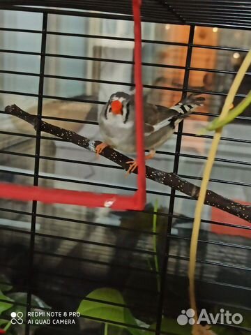 Зебровая амадина