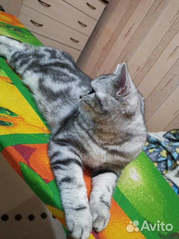 Вязка Ищем кота