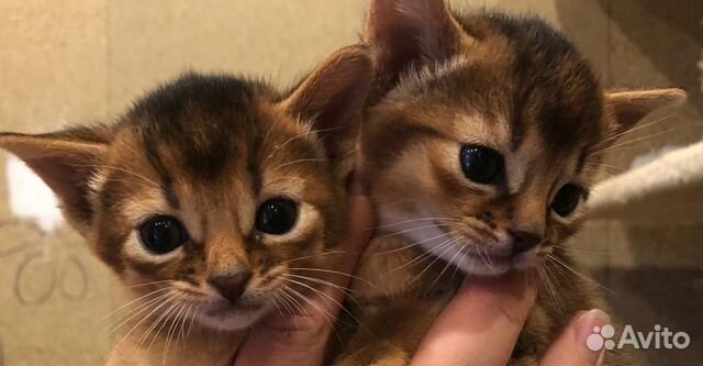Абиссинские котята