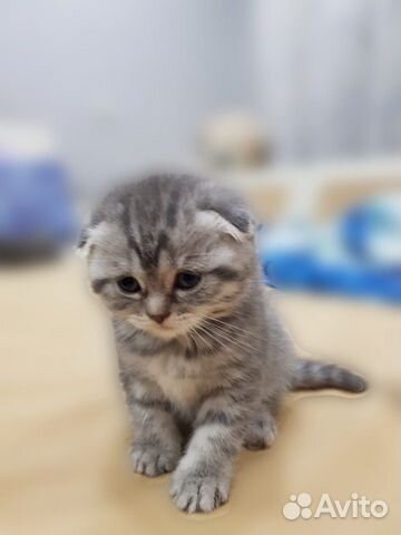 Продаются шотландцы вислоухие