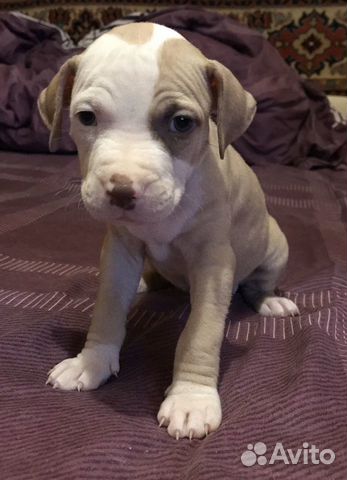 Щенки Американского питбультерьера