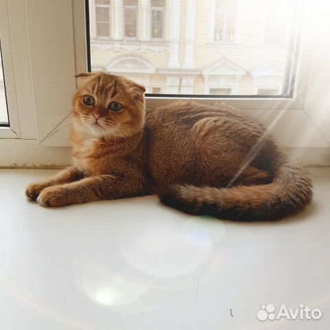 Золотой котик