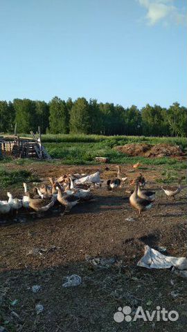 Гуси, утки