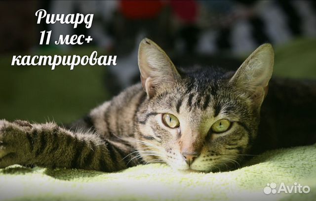 Ласковый молодой котик Ричард,полосатик,11месПриют