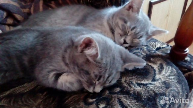 Отдам полубританцев в добрые руки