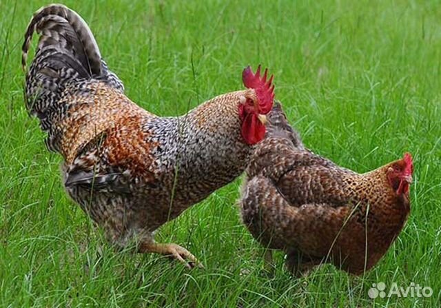 Петухи породы белифельдер