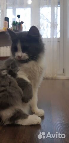 Котёнок мальчик