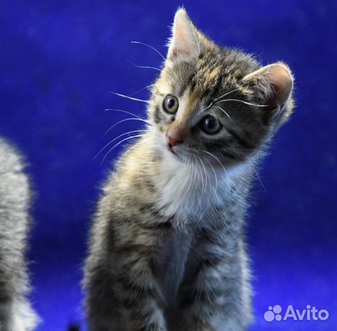 Счастье в дом (трехцветные котята) доставка