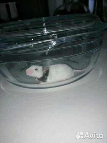 Мышь бамбуковая