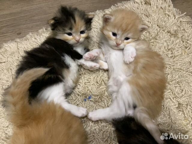 Животные