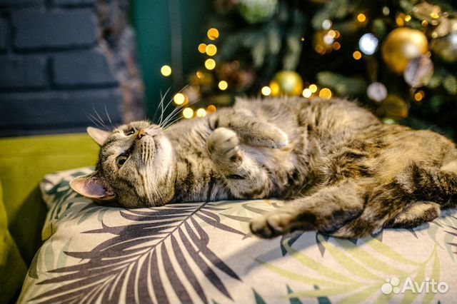 Красавица Анфиса,возьмите кошку из приюта