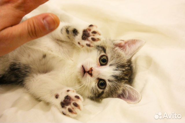 Котята Британцы