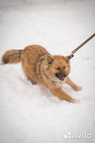 Алиса ждёт свою семью