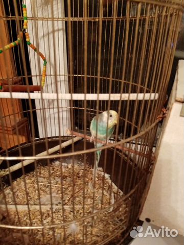 Отдадим в добрые руки волнистого попугая(девочку)