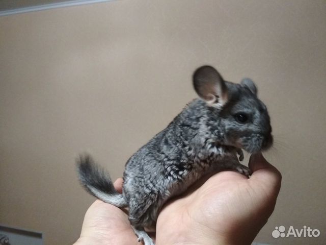 Продам шиншилл