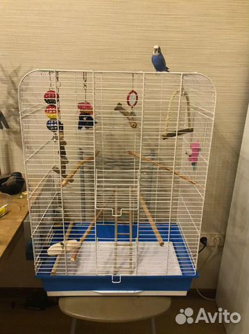 Волнистый попугай с большой клеткой