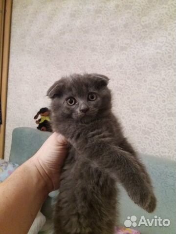 Продам котенка