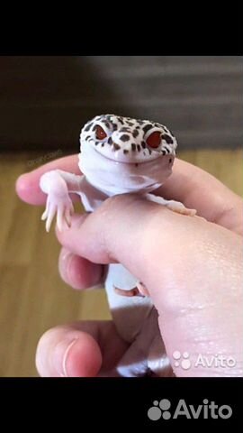 Эублефары 2019 года