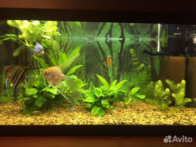 Рыбки, корм, растения