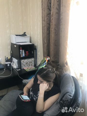 Попугай розелла ручной