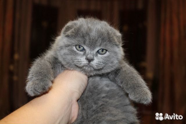 Шотландские вислоухие котята