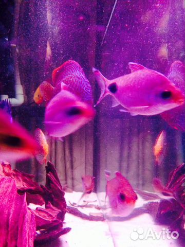 Рыба Барбусы Докинза