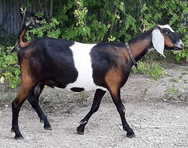 Коза нубийская