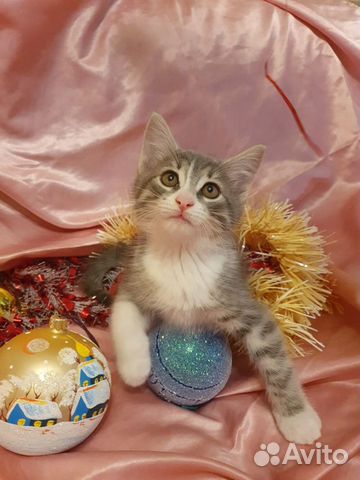 Котята помесь Mейн-куна и Сибирской