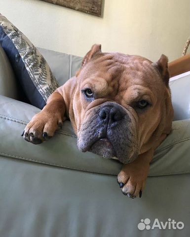 Bully Exotic male is open for stud