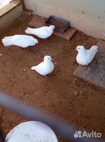 Голуби для души