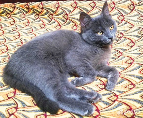 Ласковая Ася