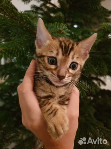 Шикарные бенгальские малыши