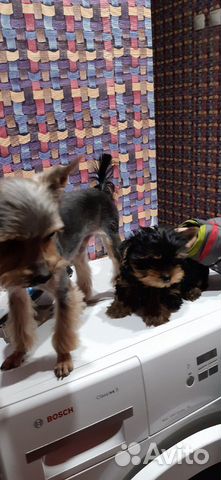 Йоршик мини для вязки