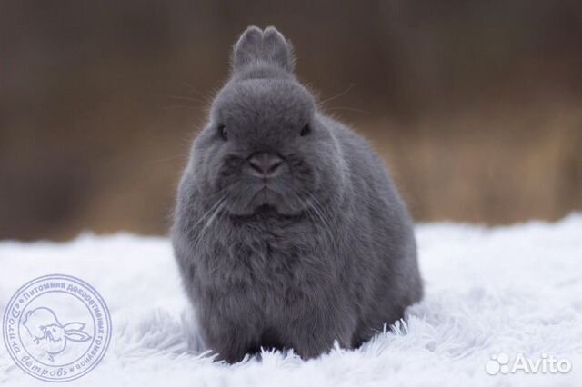 Декоративный кролик минор супер мини голубой