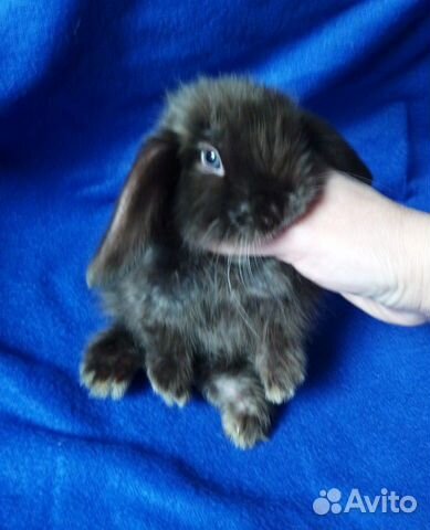 Сатиновые "мини" вислоушки голубоглазые