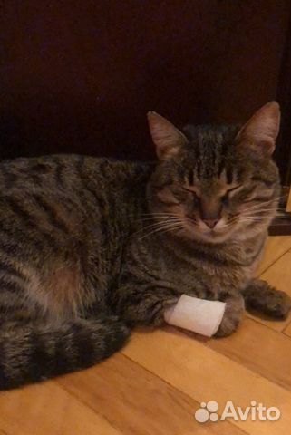 Масик ищет дом