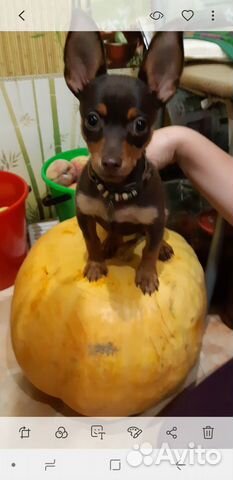 Отдам собочку той терьера