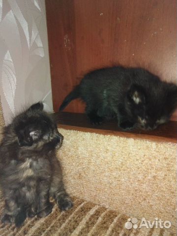 Отдаю котят